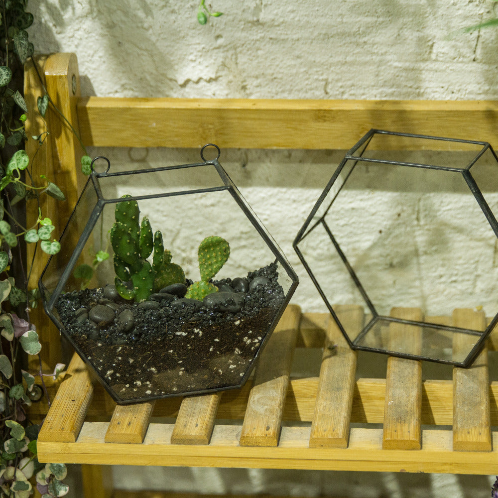 Hanging Hexagon Terrarium – The Geometric Planter