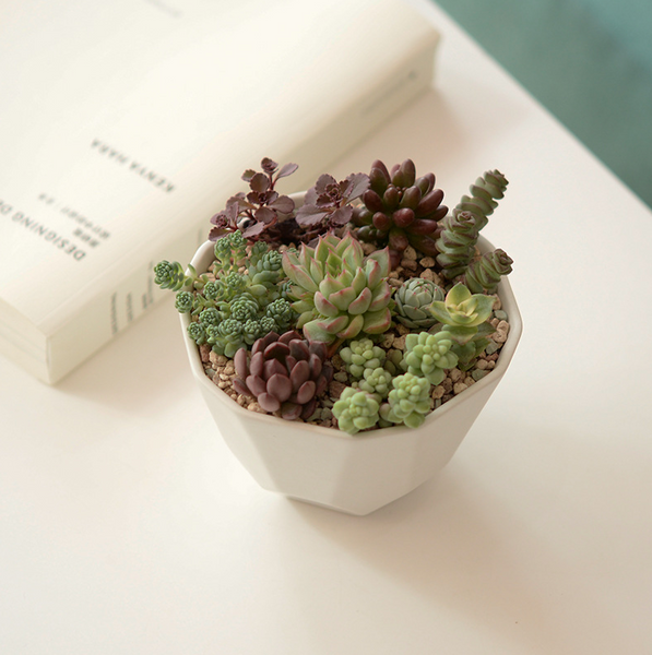 Earth Planter (4 colors) – The Geometric Planter