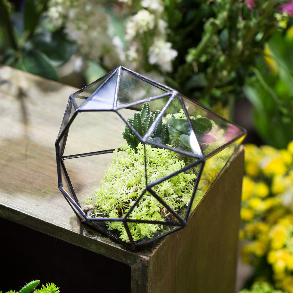 Octahedral Terrarium – The Geometric Planter
