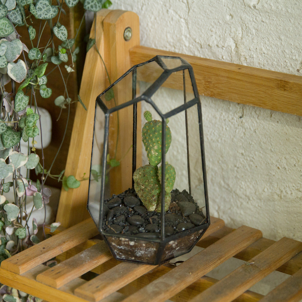 Irregular Terrarium – The Geometric Planter