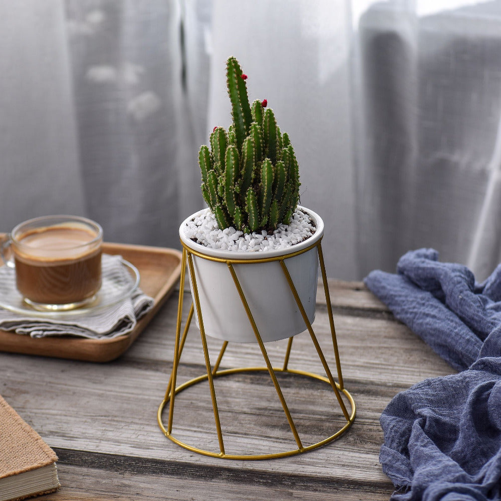Twist Stand & Planter (Gold) – The Geometric Planter