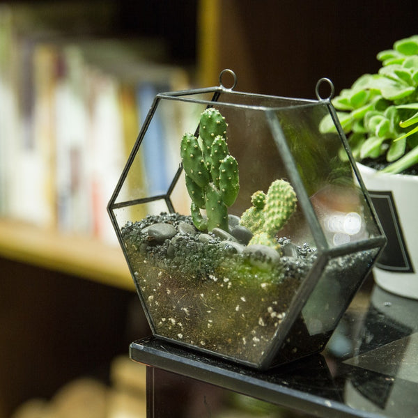 Hanging Hexagon Terrarium – The Geometric Planter