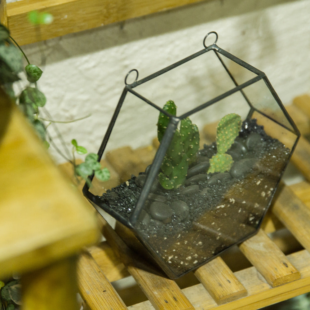 Hanging Hexagon Terrarium – The Geometric Planter